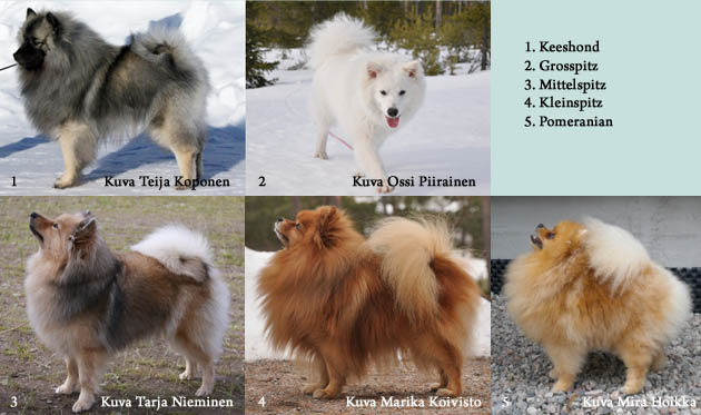 Rotu « Suomen Saksanpystykorvaharrastajat SAPY ry